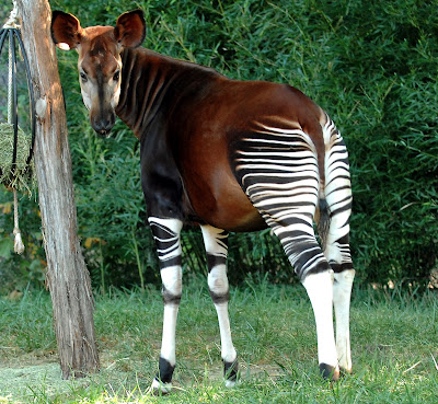 Okapi ~ Animals Images