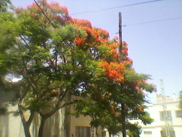 Huertas y Jardines en Cordoba: Flamboyant (Chivato, Arbol de la llama)