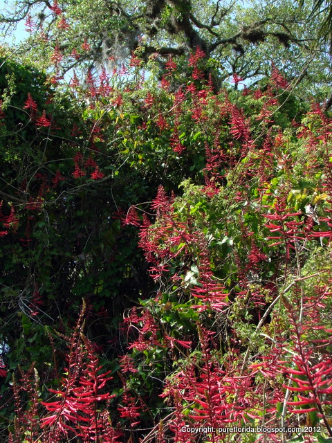 PURE FLORIDA: Champion Cherokee Bean?