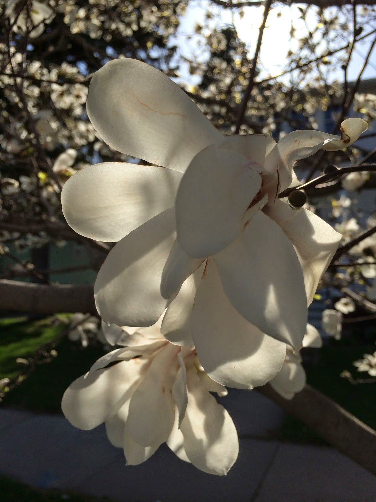 Calamitous Botanicus : Flowers Bloom & Burt Gets to Work