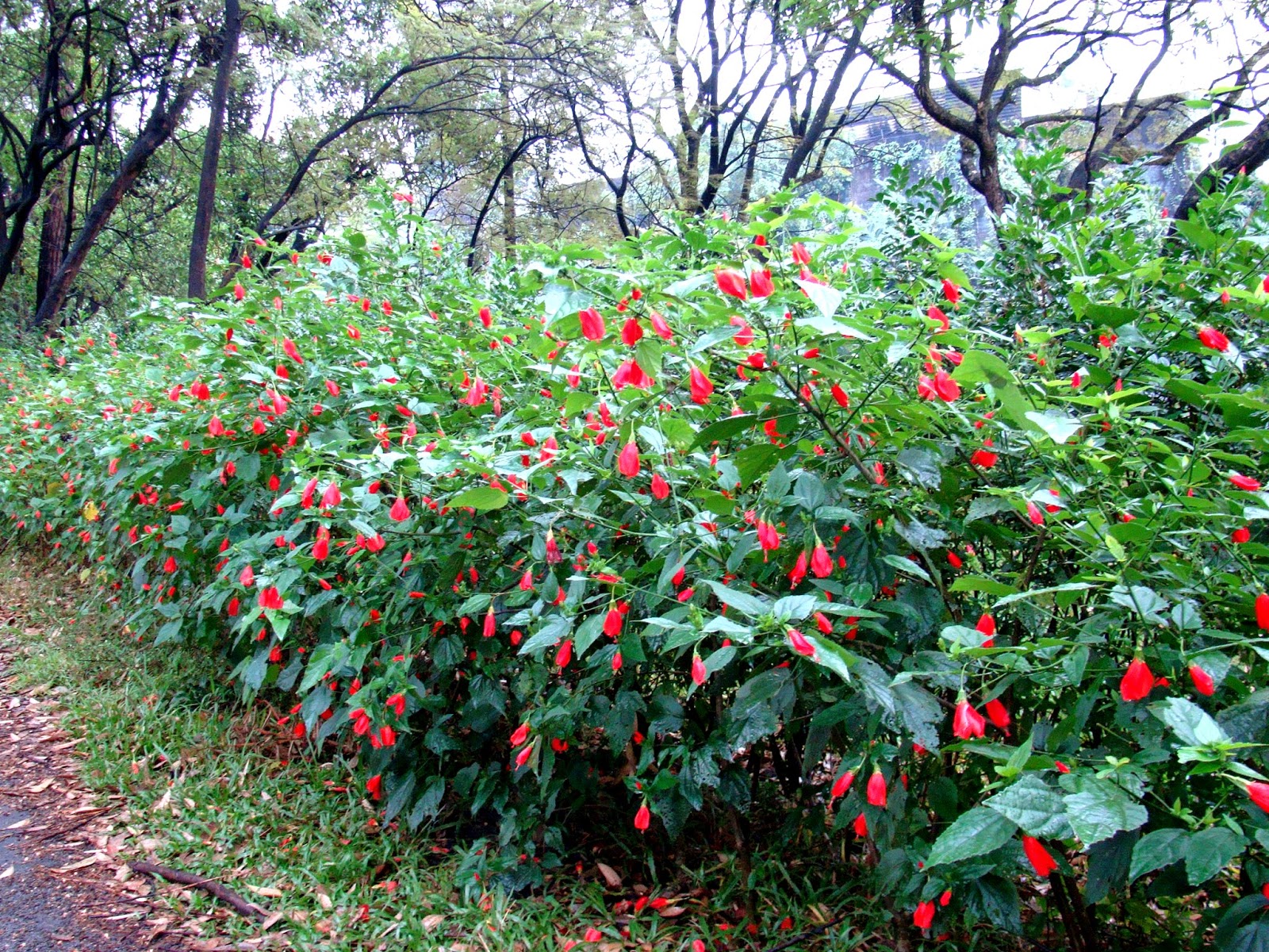 Uma flor por dia: Malvavisco