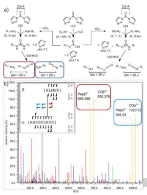News in Proteomics Research: The first "Zero Length" MS-Cleavable ...