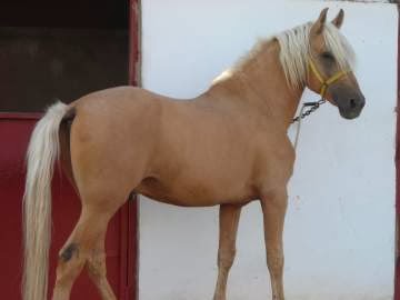 Mundo Equino: Colores y caballos