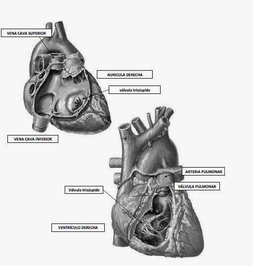 Punquei Biología y CTM: Disección del corazón de cerdo