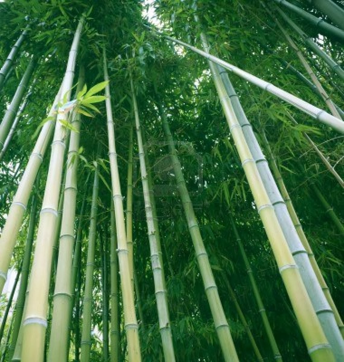 El hilo rojo de Zoe: La lección del bambú