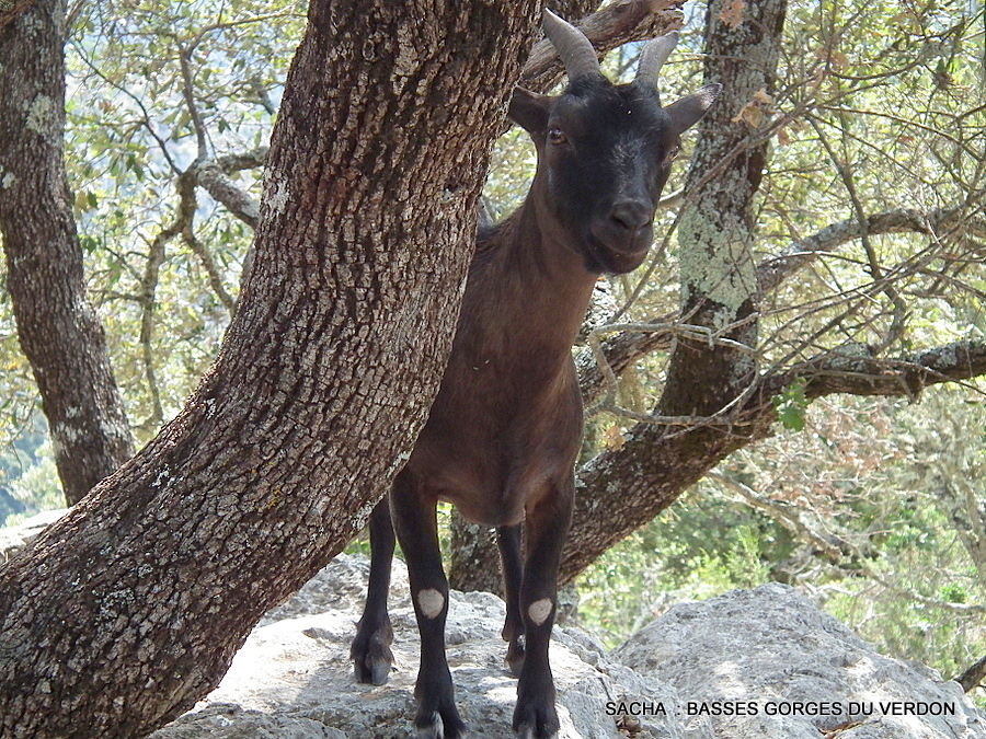 Un jour....Une photo !: Chèvres de Rove " Chapelle Ste Maxime Basses ...