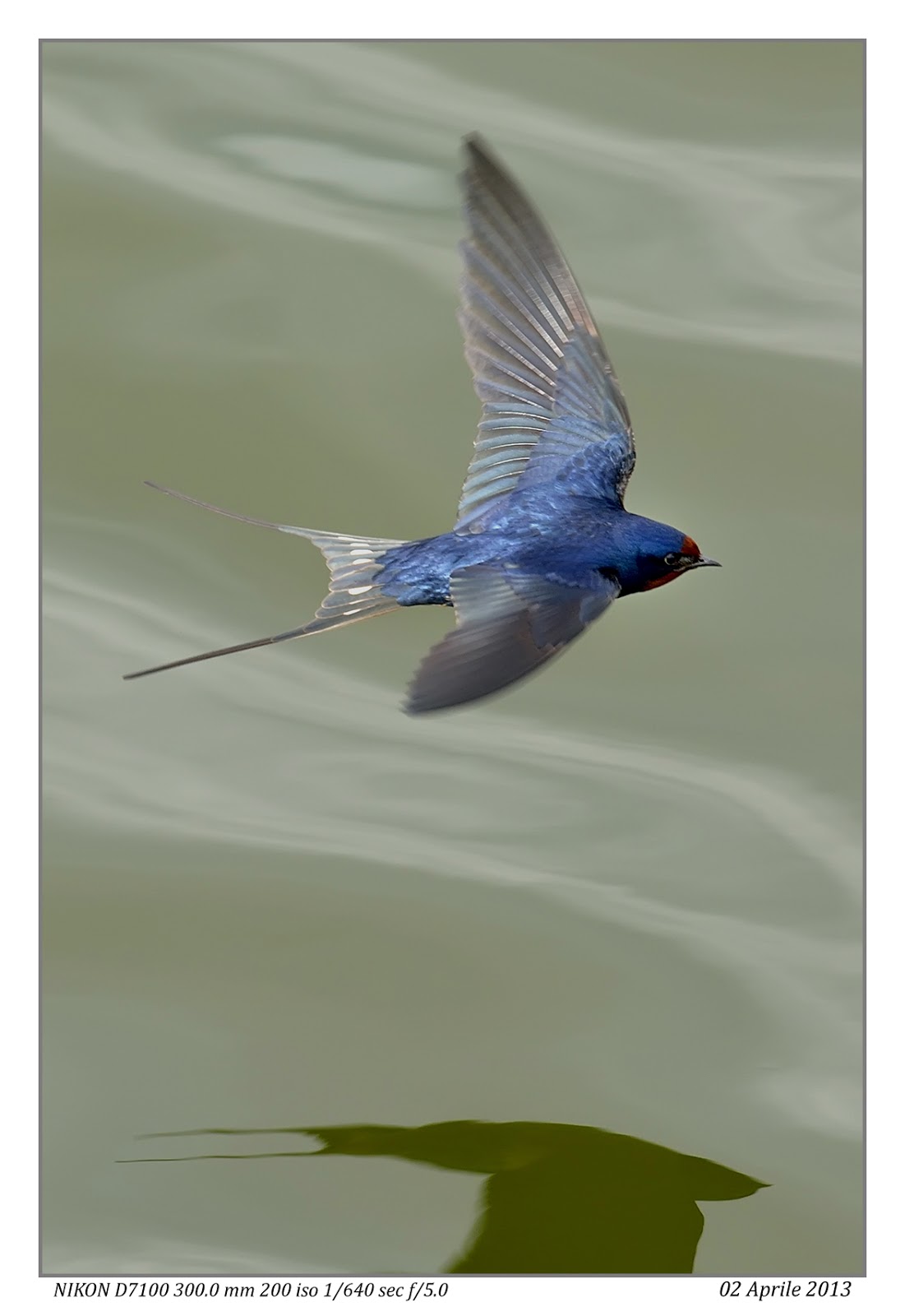 Officina Fotografica Onlus: Rondinelle