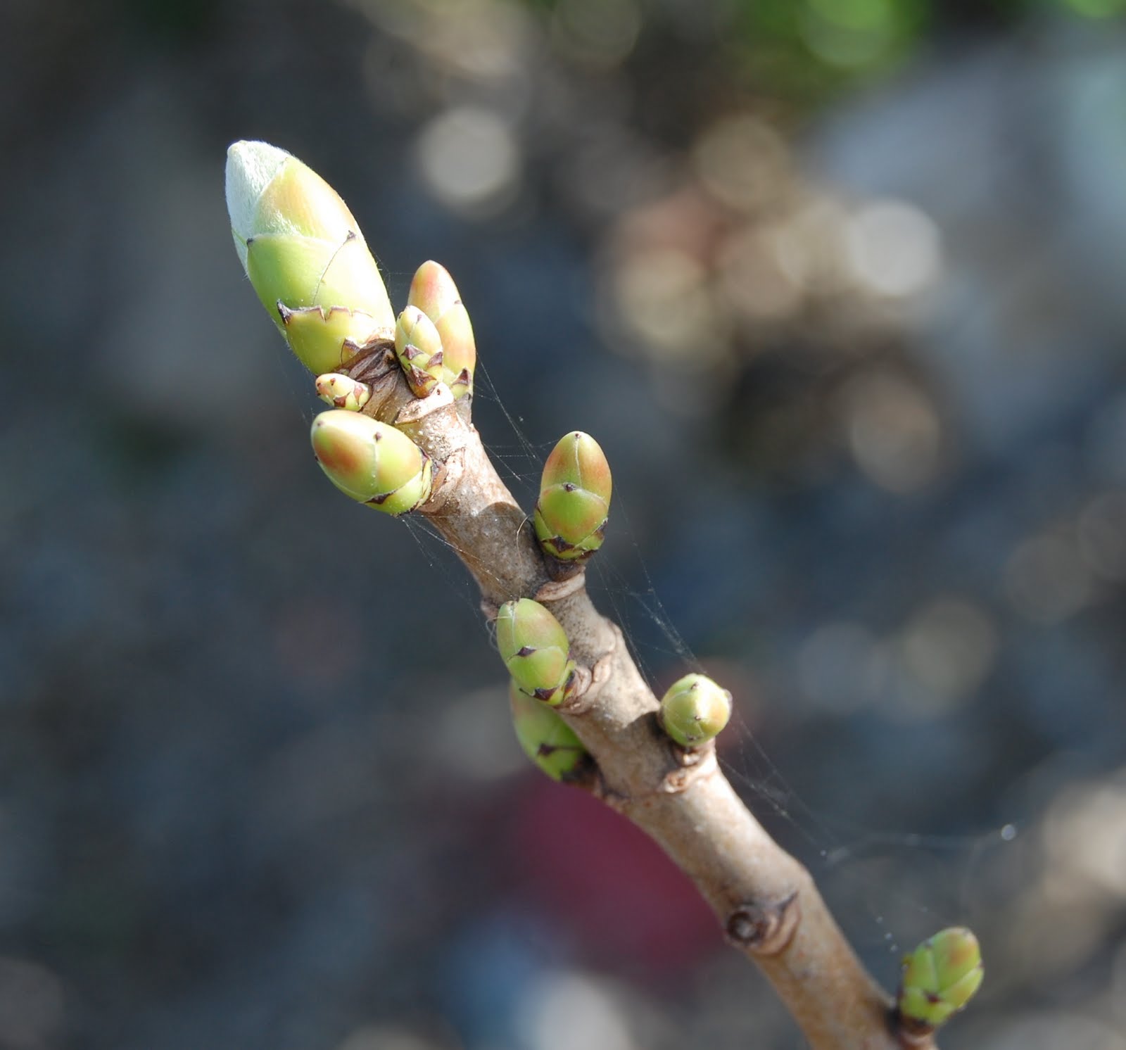 Spirit Whispers: Sycamore Buds