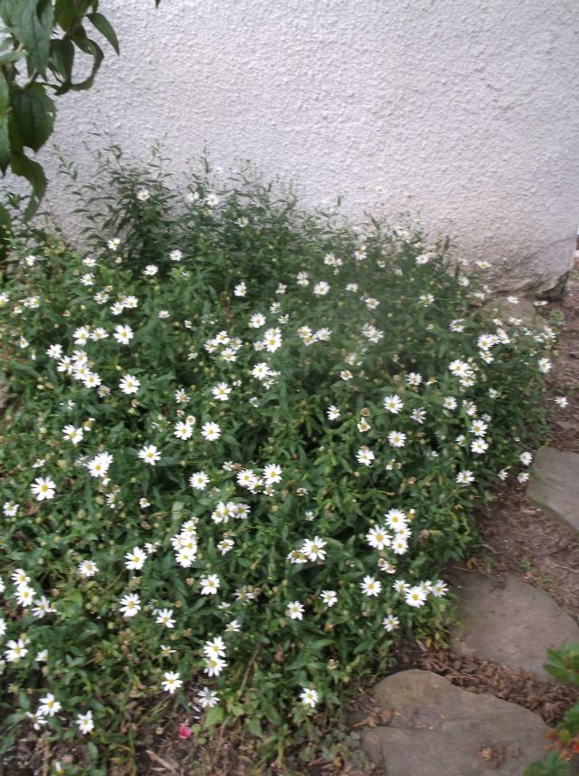 Future Plants by Randy Stewart: Kalimeris - Japanese Aster