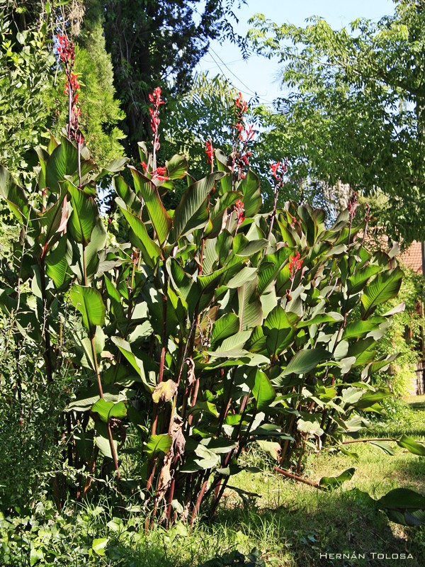 Flora Bonaerense: Achira colorada (Canna indica)