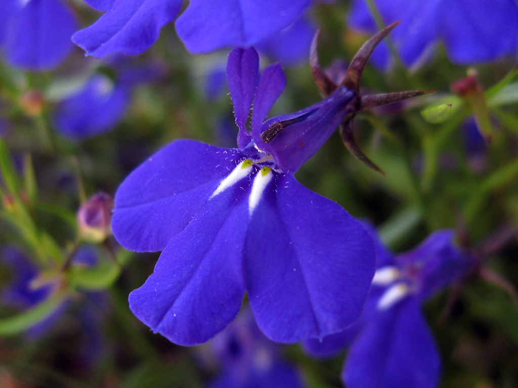 Planta: Lobelia erinus.