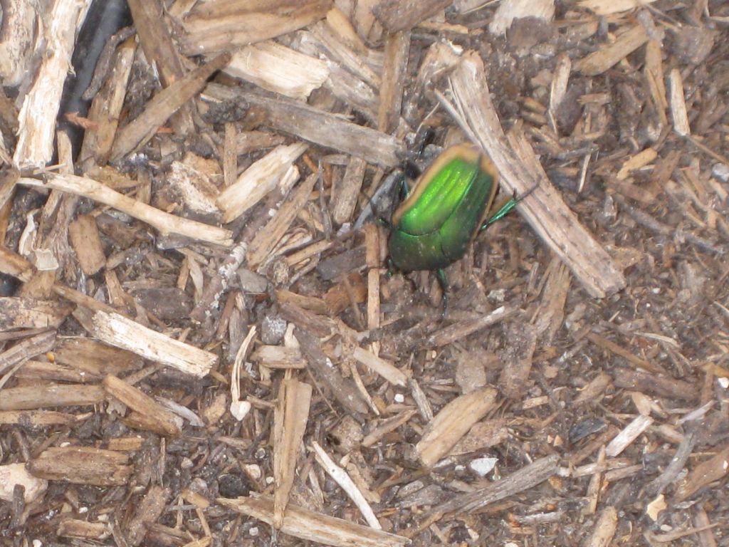 Xtremehorticulture of the Desert: What You Should Know About Grubs