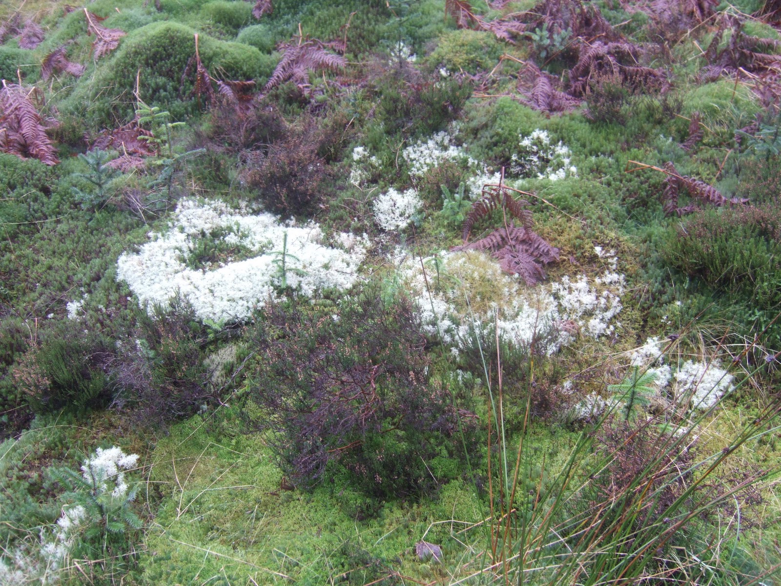 Gavin Graham's Blog: Hunters Trail at 7Stanes - Newcastleton