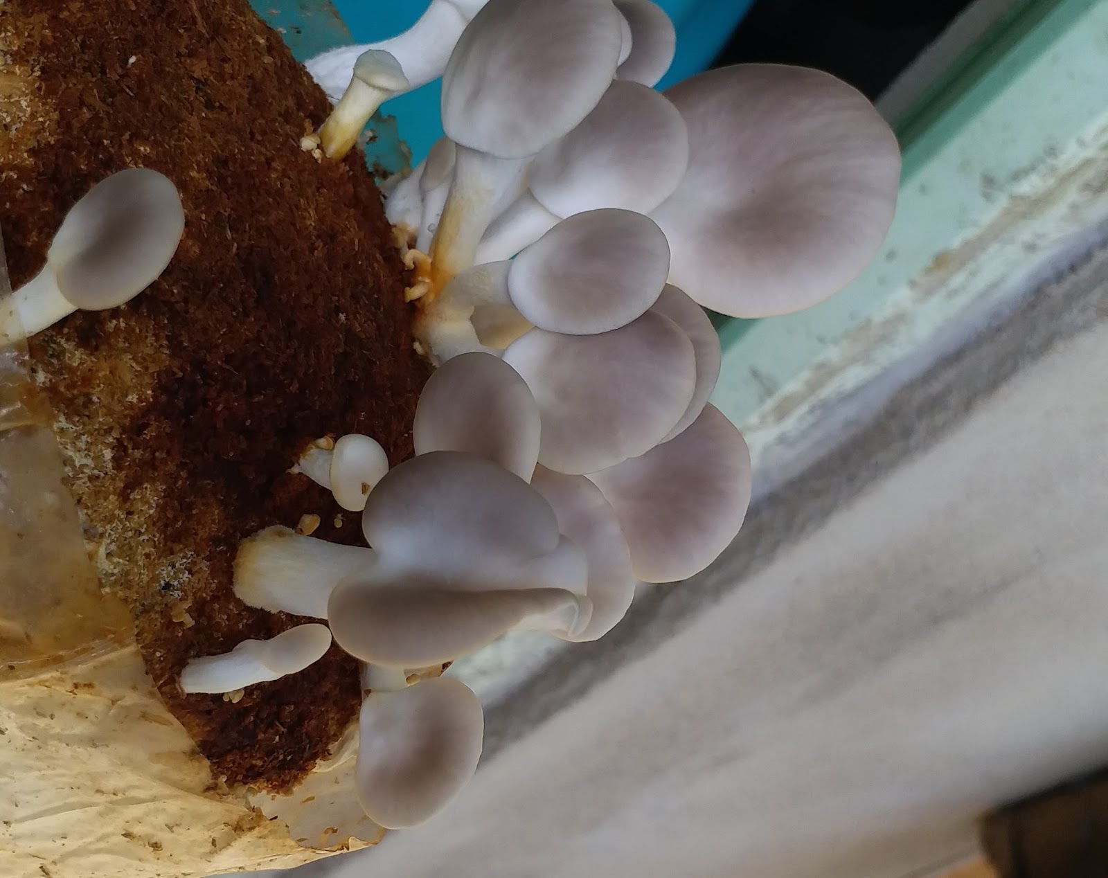 Agriculture of Sri Lanka: Muthubeli Bimmal Pleurotus ostreatus ...