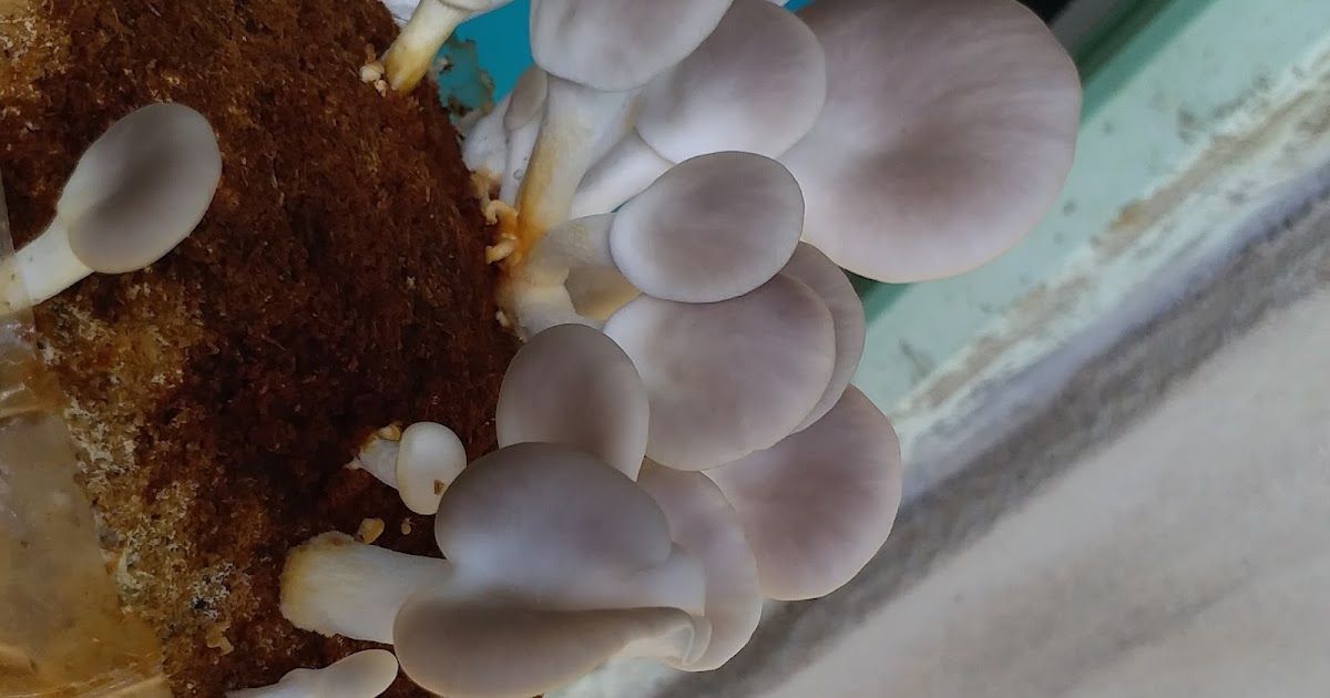 Agriculture of Sri Lanka: Muthubeli Bimmal Pleurotus ostreatus ...