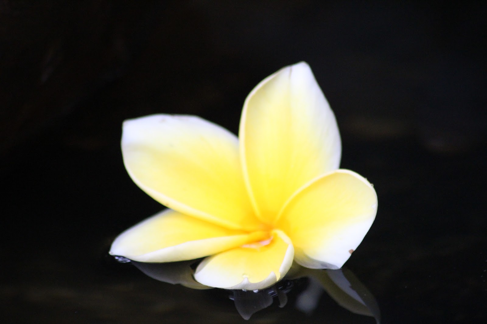 Bunga Kamboja Plumeria di Bintaro