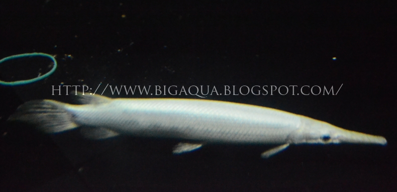 7inch Platinum Florida Gar ~ Big Aqua