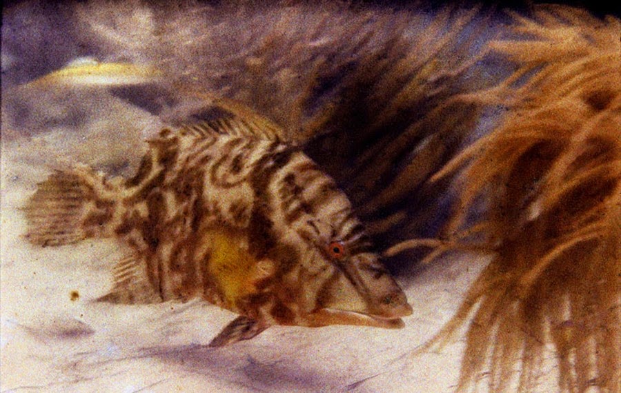 First color photos- what are they like?