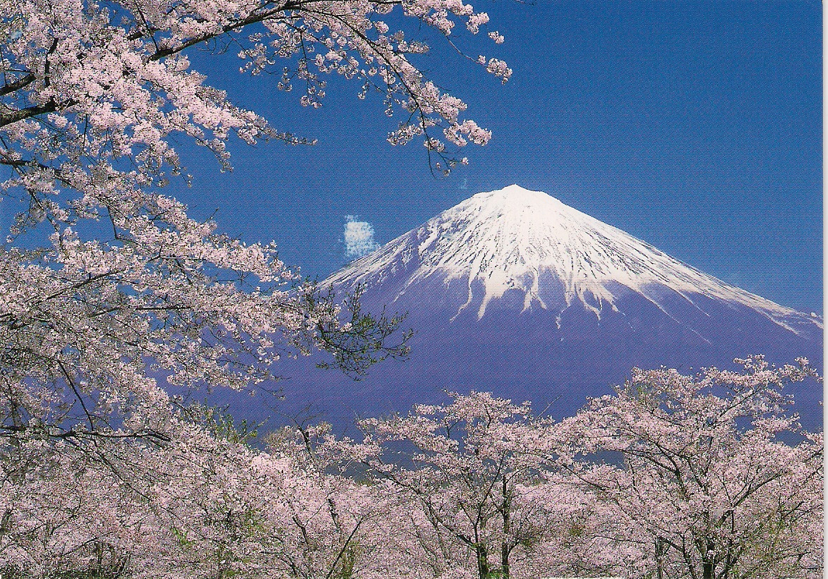 The Postal Picture: Fuji & Cherry Blossom