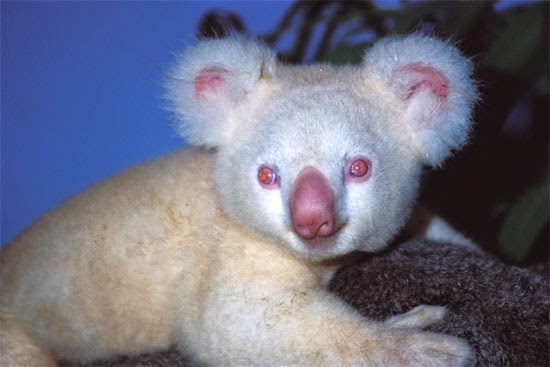 28 animais albinos que são simplesmente extraordinários