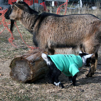 The Maaaaa of Pricilla: Silly Sunday - A Goat in a Coat