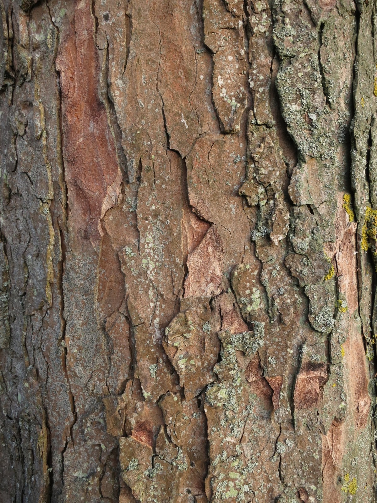 LOOSE AND LEAFY in DORSET: I HOPE YOU LIKE BARK AND LICHENS - TREE ...