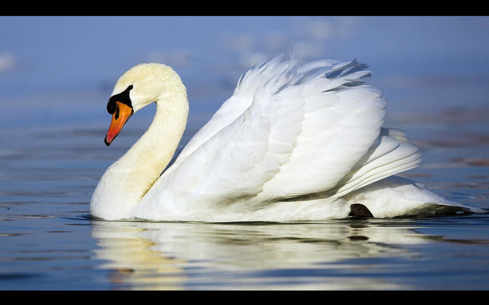 wallpapers: Swan Wallpapers