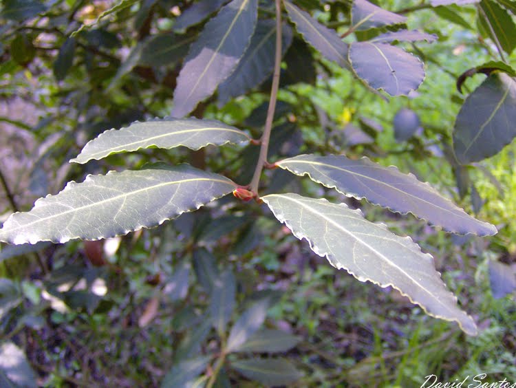 Cytisus: Laurus nobilis
