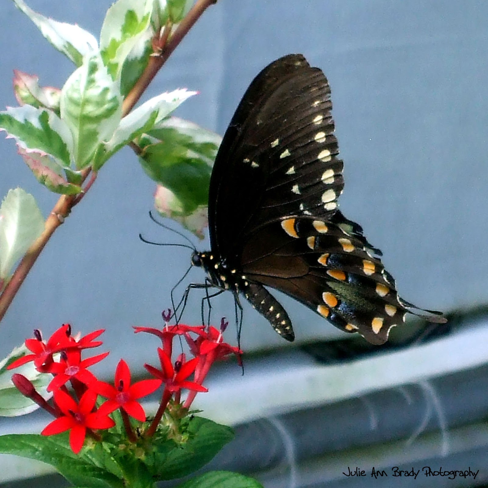 Julie Ann Brady : Blog On: Spicebush Swallowtail Butterfly