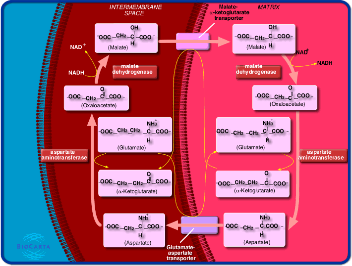 World of Biochemistry (blog about biochemistry): Metabolic map about ...