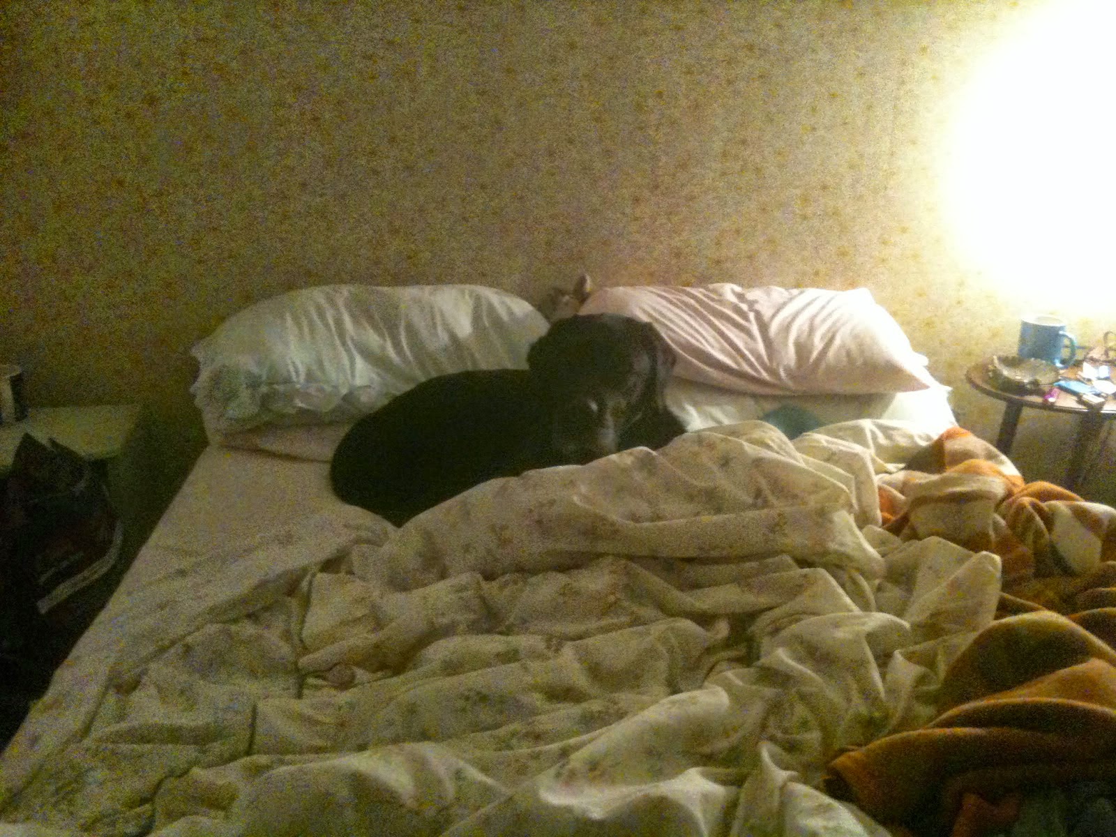 Badger Sandwiches: Sumo Pictures