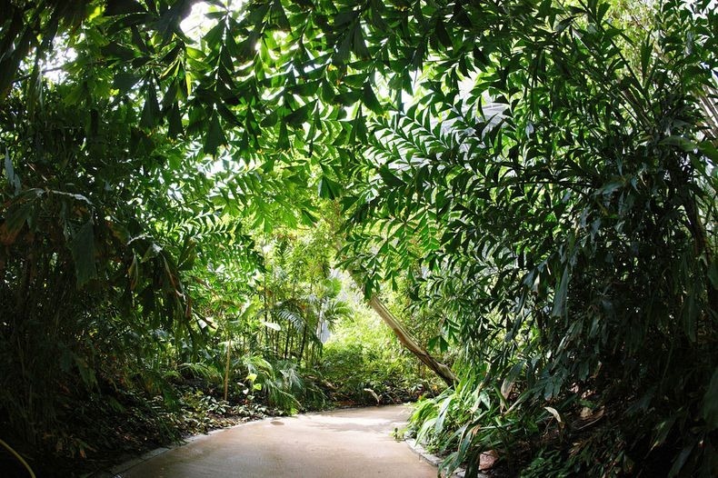 Pix Grove: World's Largest Indoor Rain Forest