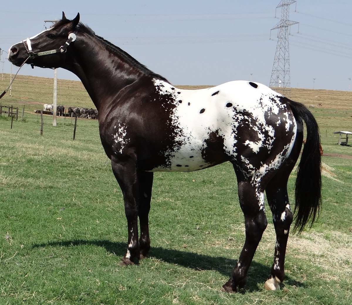 Cavalo Uma Paixão: Curiosidades da Raça Appaloosa