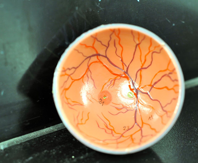 Human Anatomy Lab: Eye Models