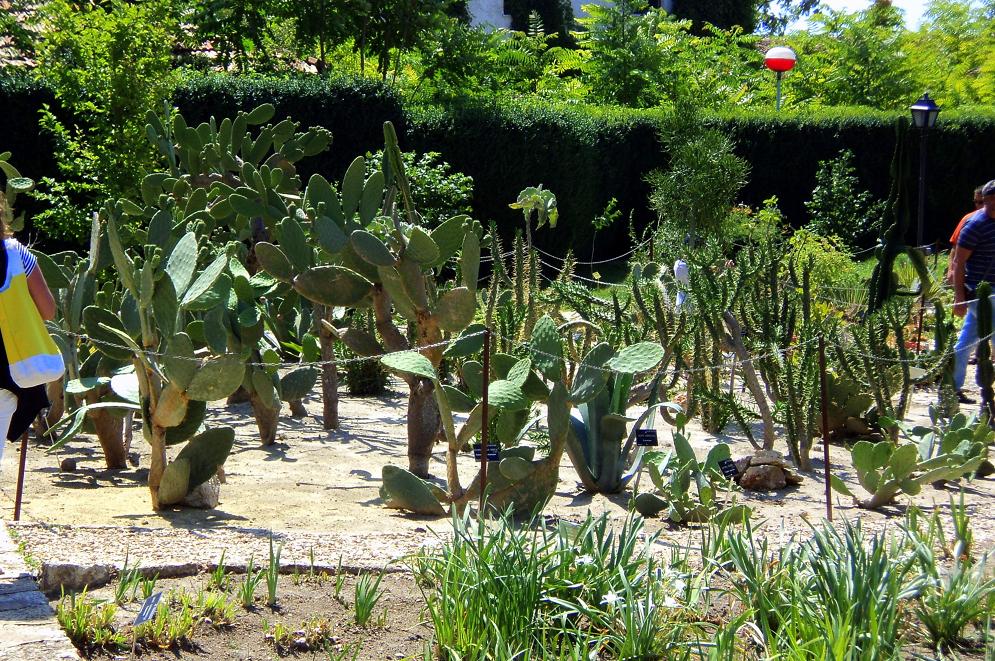 Gradina Botanica Balchik, Cactusii - foto Relu