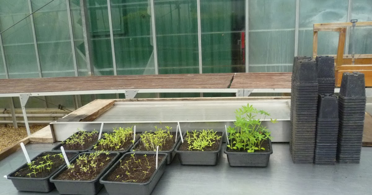 Worcester College Gardeners 2009-2018: Pricking Out And Pot Washing