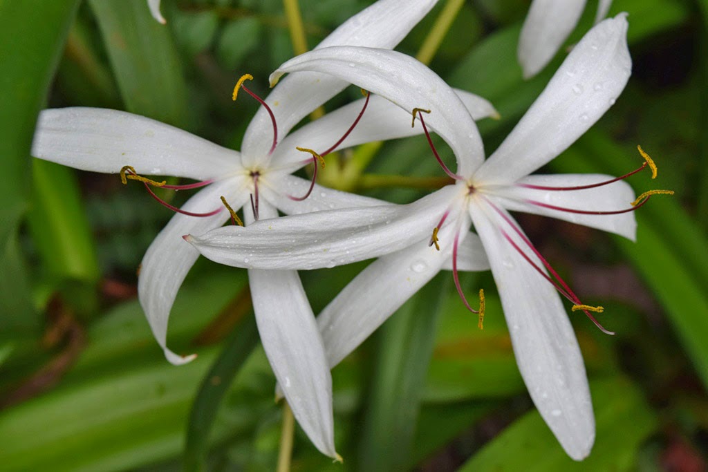 MARIETTE'S BACK TO BASICS: {Crinum Americanum - Swamp Lily}