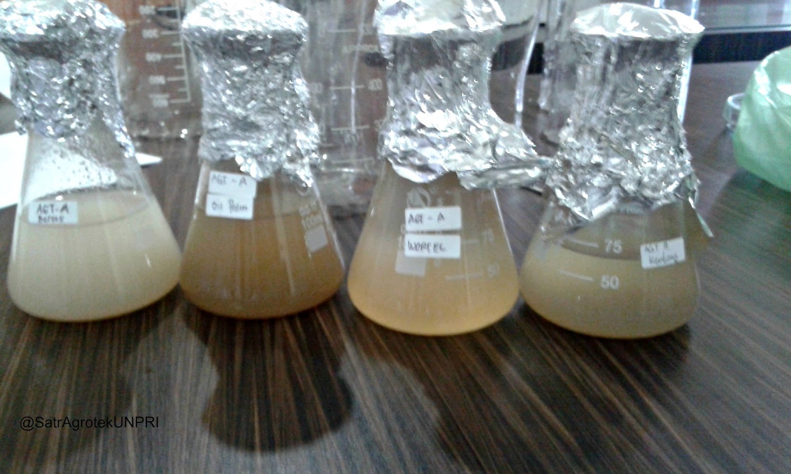 Pembuatan Berbagai Media Biakan Buatan Untuk Menumbuhkan Jamur ...