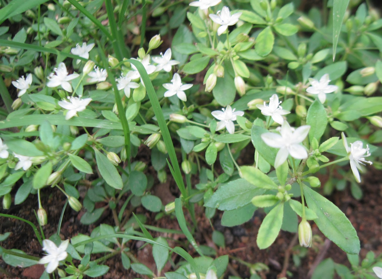 நீலகிரி உயிர்க்ேகாளம் : பெருந்திராய்