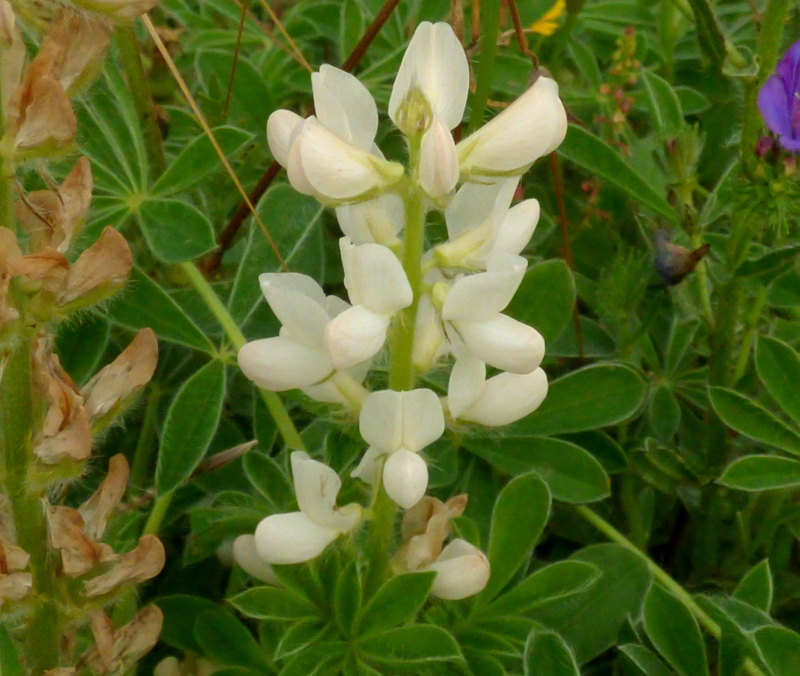 Wildflowers of Andalucia: Lupinus albus