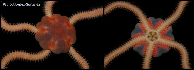 Rafael Microfauna Marina: Symbiosis: Amphiura - Eulimidae (parasitism)