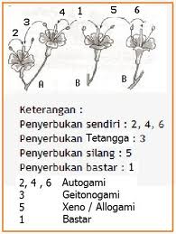 Ciri-ciri Tumbuhan Berbiji (Spermatophyta)