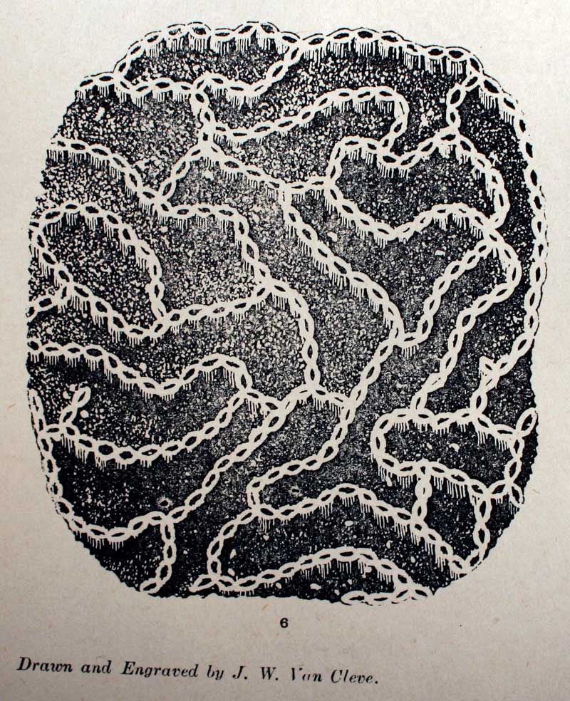 Louisville Fossils and Beyond: 2012