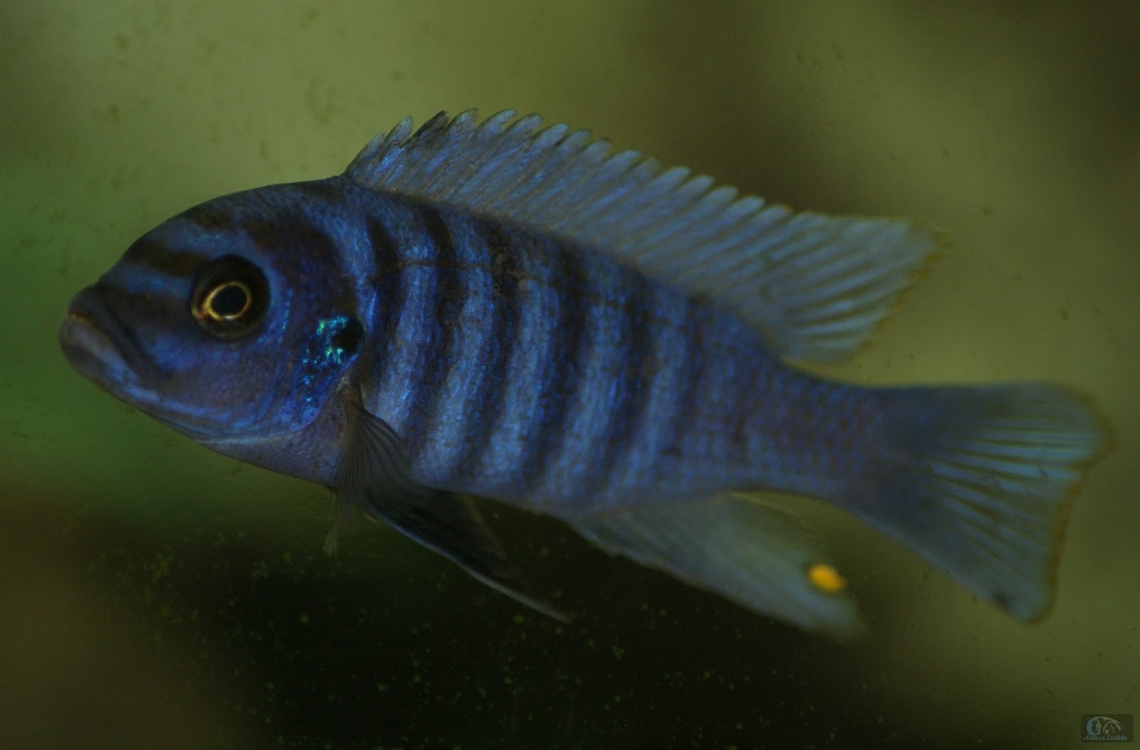 Ciclidos del Rift: Metriaclima Zebra Chilumba Maison Reef