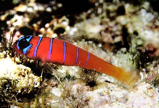 Peces e invertebrados del Mar de Cortés: Lythrypnus dalli