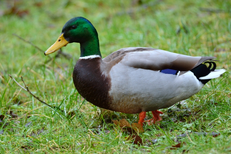 Outdoor Photography: Wilde eend