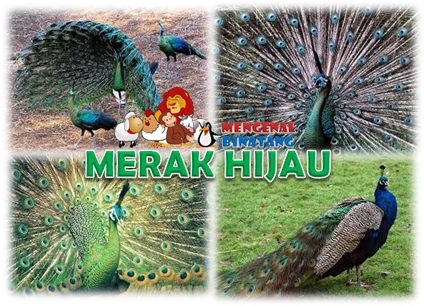 Mengenal Burung merak hijau - Binatangku