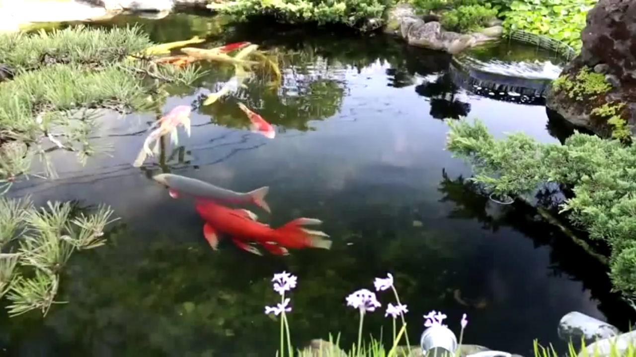 Things you should know about Koi fish care. - Aquarium's Care
