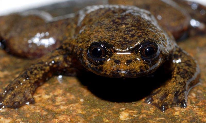Biološka filozofija: Žaba bez pluća koja je evoluirala "unazad", je ...