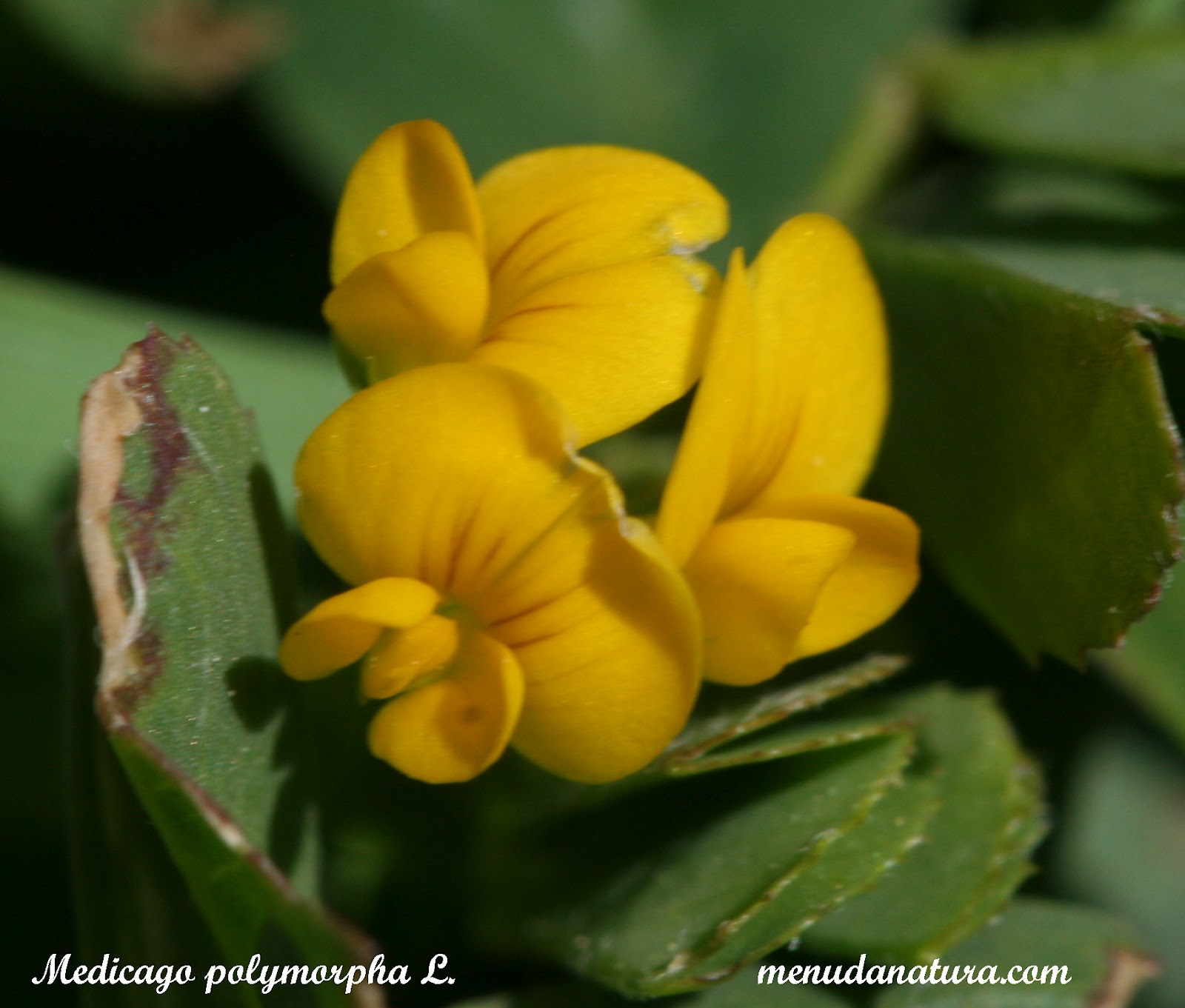 Menuda Natura: Medicago polymorpha L.